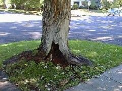 How to Spot a Dangerous Tree - Heath Tree Service