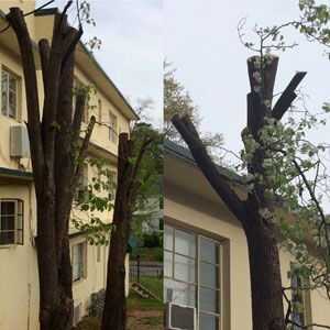 Stop Topping Trees! - Heath Tree Service