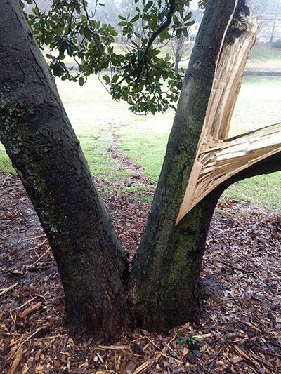 5 Warning Signs - Before Your Tree Falls - Heath Tree Service