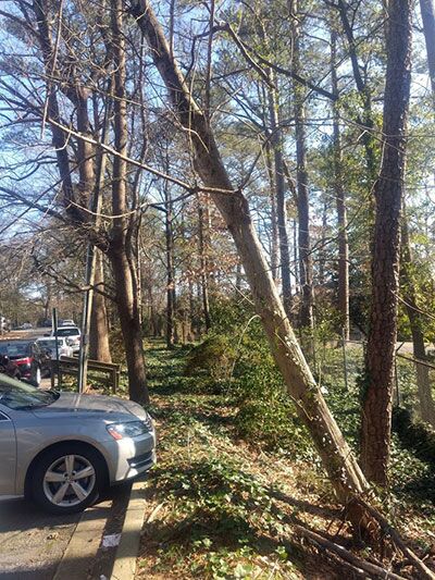 5 Warning Signs - Before Your Tree Falls - Heath Tree Service