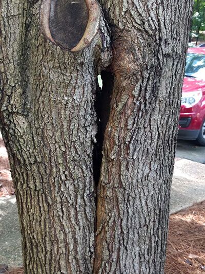 5 Warning Signs - Before Your Tree Falls - Heath Tree Service