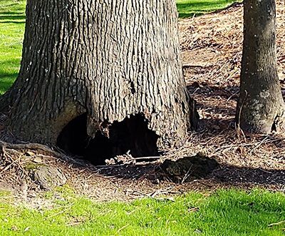 5 Warning Signs - Before Your Tree Falls - Heath Tree Service